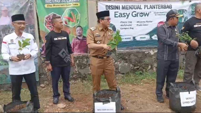 Urban Farming Cabe Jawa di Metro Diresmikan, Wahdi Ajak Warga Manfaatkan Lahan Pekarangan ...