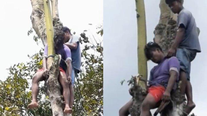 Viral Pemuda Pingsan di Atas Pohon Setinggi 10 Meter, Warga Panik - Tribunlampung.co.id