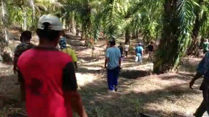 Marak Aksi Pencurian Buah Kelapa Sawit, Warga di Selagai Lingga Lampung ...