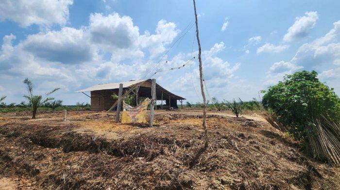 Satgasus Bakal Turun ke Lokasi, Imbau Perambah Tinggalkan Lahan PT SIP ...