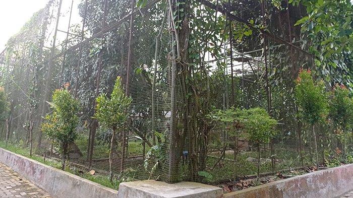 Wisata Taman Kehati Mesuji Lampung Punya Aviary dengan Aneka Burung dan Ayam - Tribunlampung.co.id