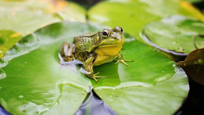 Apa Itu Amfibi dan Jenisnya - Tribunlampung.co.id