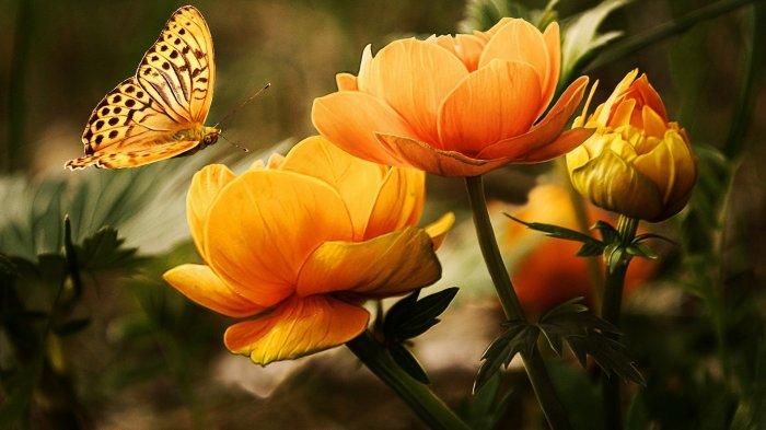 Apa Itu Flora di Indonesia - Tribunlampung.co.id