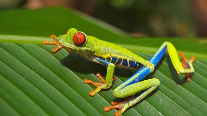 Apa Itu Vivipar, Berikut Pengertian dan Contoh Vivipar - Tribunlampung ...