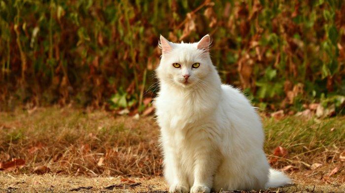 Arti Mimpi Digigit Kucing Putih, Siap-siap Jadi Orang Beruntung ...