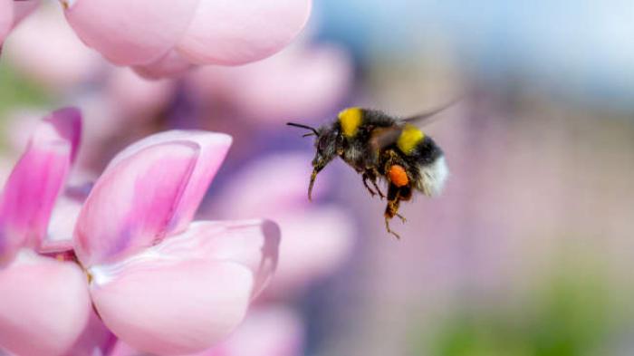 Virus Ini yang Bikin Lebah Datang Menghampiri Tanaman Bunga ...