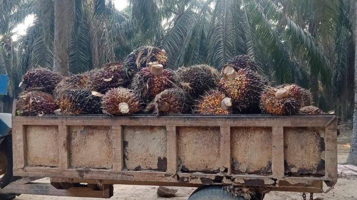 Jadi Komoditi Unggulan, Way Kanan Hasilkan 27.779 Ton Sawit Tahun 2023 ...