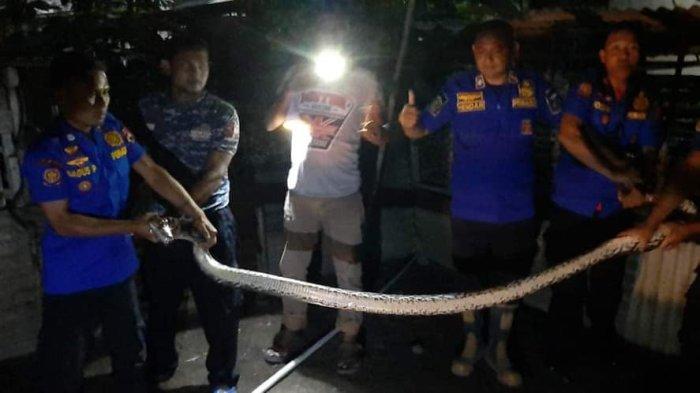 Sepanjang 2022 Damkarmat Mesuji Lampung Evakuasi 10 Ular dari Pemukiman ...