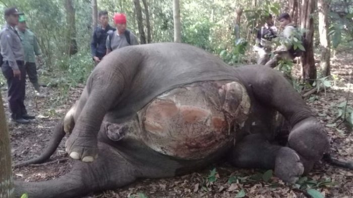 Humas Balai Taman Nasional Way Kambas Bilang, Gigi dan Caling Gajah yang Mati Hilang ...