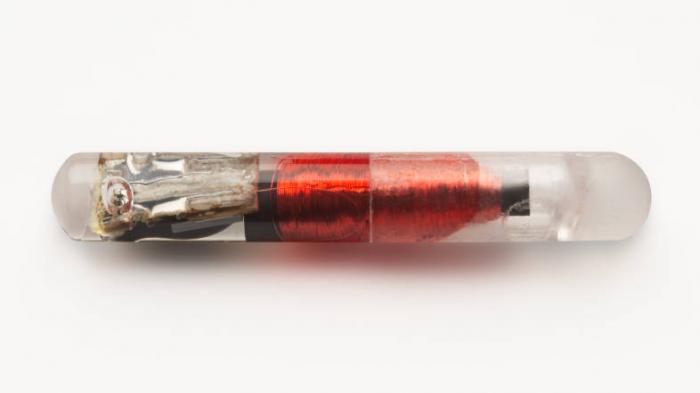 Mau Gunakan Microchip pada Hewan Peliharaan? Simak Penjelasan Dokter ...