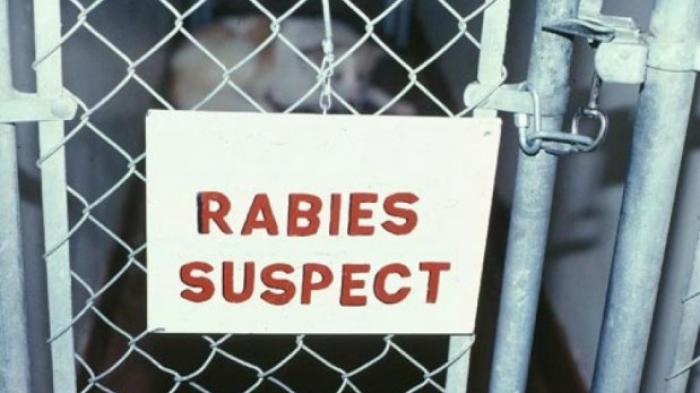 Ini Tanda-tanda Hewan Terserang Rabies - Tribunlampung.co.id