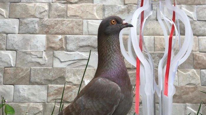 Arti Mimpi Makan Daging Merpati, Berkaitan dengan Cita-cita ...