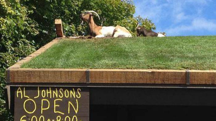 Keren, Atap Restoran Ini Berumput dan Ada Kambingnya - Tribunlampung.co.id