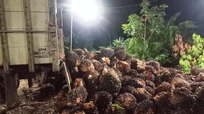 Nasib Pemuda Tertangkap Curi Sawit Perusahaan Swasta di Way Kanan Lampung - Tribunlampung.co.id