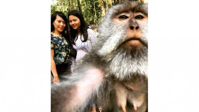 Mau Dapat Foto Monyet Selfie di Bali, Kamu Harus Siapkan Pisang dan ...