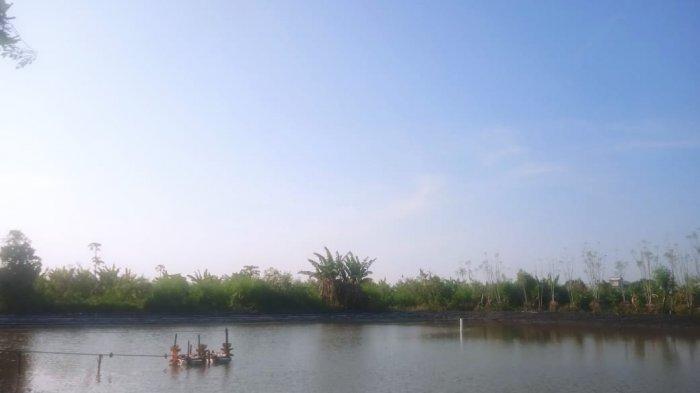 Apa Itu Rawa, Cekungan dengan Topografi Datar - Tribunlampung.co.id