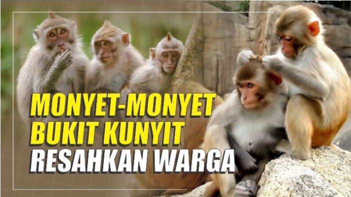 Monyet-monyet dari Bukit Kunyit Resahkan Warga - Tribunlampung.co.id