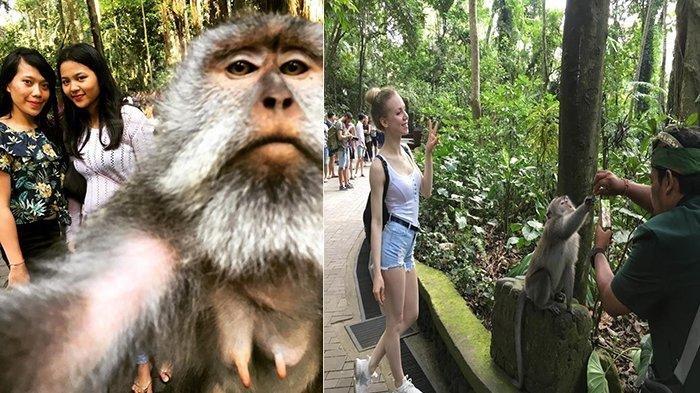 Fakta di Balik Viralnya Monyet Selfie Bareng Pengunjung di Ubud Bali ...