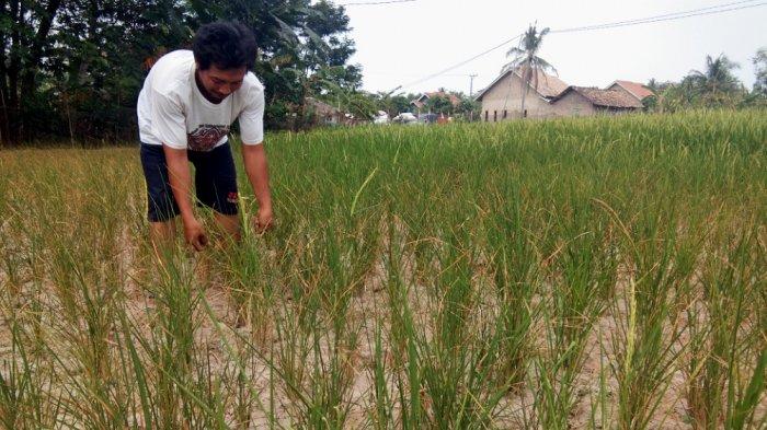 Petani Padi di Lampung Selatan Terancam Gagal Panen Akibat Kemarau ...