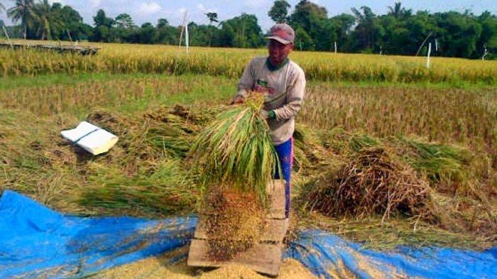 PSBB Berdampak Melorotnya Harga Gabah Kering di Lampung Selatan ...