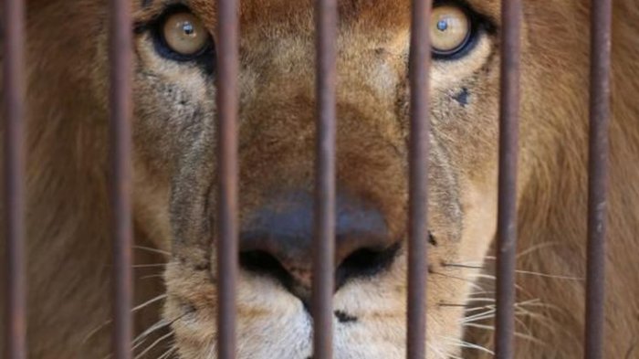 VIDEO Singa Sirkus Serang Pawangnya, Merinding Dengar Jeritan Anak-anak ...