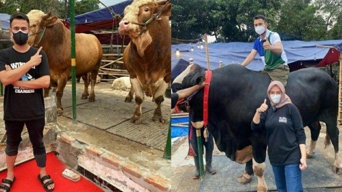 Berat Sapi Kurban Raffi Ahmad Hampir 1,4 Ton, Namanya Bager - Tribunlampung.co.id