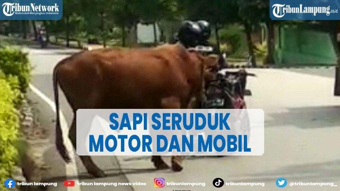 Sapi Ngamuk Seruduk Motor dan Mobil di Jalur Pantura Tuban ...