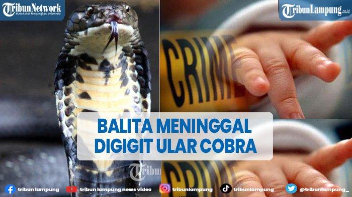 Viral Video Balita Meninggal Akibat Digigit Ular Kobra Saat Tidur ...