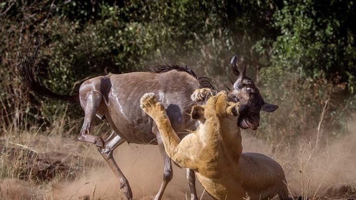 Singa Betina Lapar Bunuh Dua Rusa Dalam Waktu Singkat - Tribunlampung.co.id