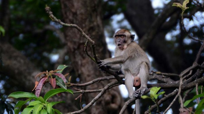 5 Tempat Wisata Unggulan Bandar Lampung, Ada Hutan Kera - Tribunlampung ...