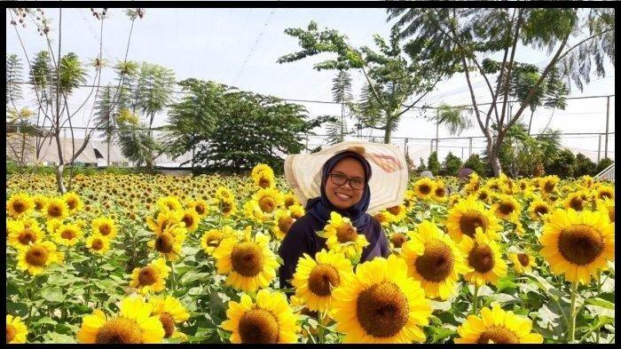Tempat Wisata di Bandung, Hamparan Bunga di Paris Van Java Resort ...
