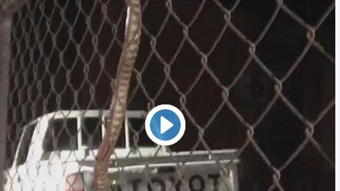 (VIDEO) Ular Panjang Berjalan Tegak Lurus di Kantor Polisi ...