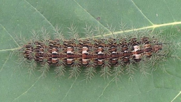 Ngeri, Hanya dengan Tusukan Kecil, Ulat Ini Bisa Membunuh Manusia ...
