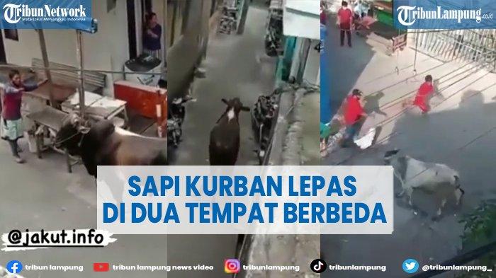 Sapi Kurban Lepas di Jakarta, Pawang Terseret Puluhan Meter - Tribunlampung.co.id