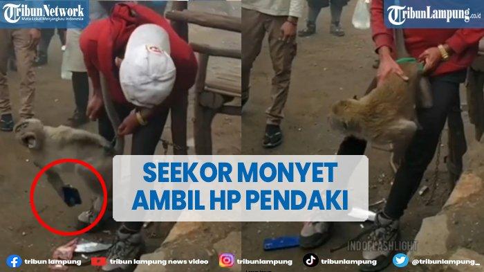 Video Viral Monyet Rampas HP Pendaki di Gunung Lawu - Tribunlampung.co.id