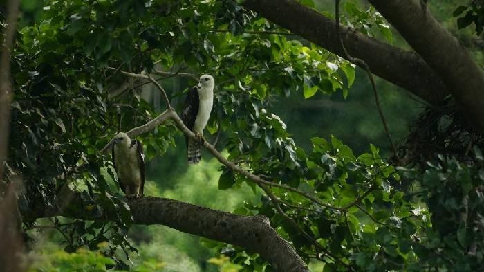 Hasil Peneliti Reptor, Habitat Elang Flores di Bima Terancam Punah ...