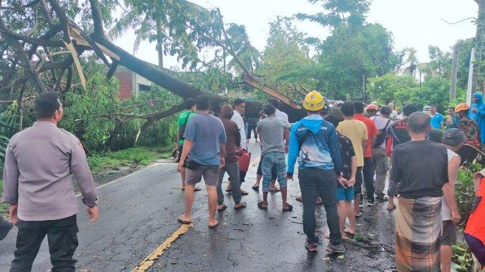 Hujan Lebat Disertai Angin Kencang Tumbangkan Pohon Besar di Desa Jurang Jaler Lombok Tengah ...