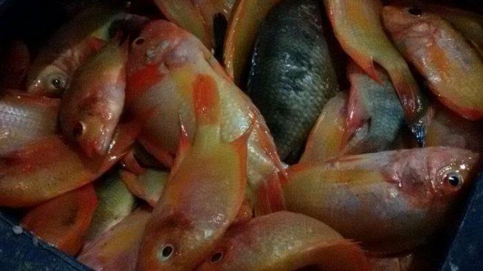 Ini Ikan Terlarang Red Devil yang Dapat Merusak Keanekaragaman Hayati ...