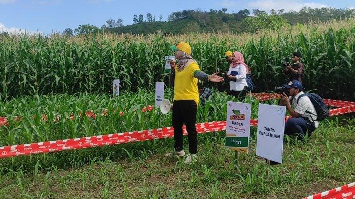 Bioteknologi DK95R Solusi Bagi Petani Jagung di Dompu, Produksi ...