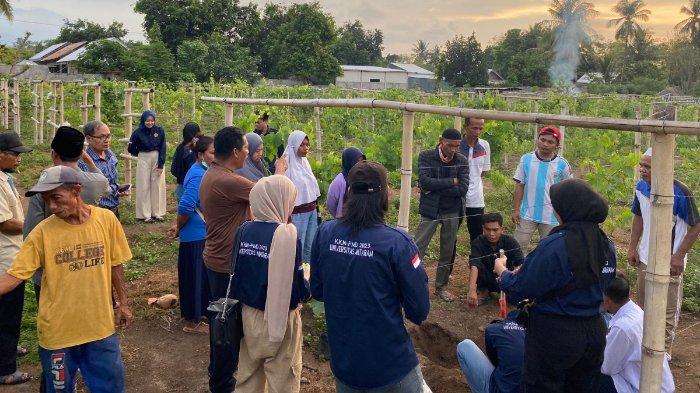 Kkn Pmd Unram Desa Akar Akar Latih Warga Budidaya Tanaman Anggur