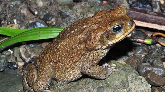 Penjaga Hutan di Australia Terkejut Temukan Kodok Tebu Jumbo Seberat 2 ...