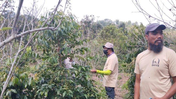 Upaya Melindungi Kekhasan Kopi Sembalun, Kemenkumham NTB dan DJKI ...