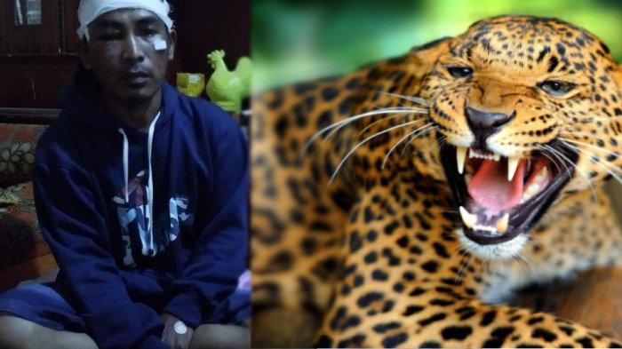 Tiga Petani Bertarung Melawan Seekor Macan di Sumedang, Endingnya ...