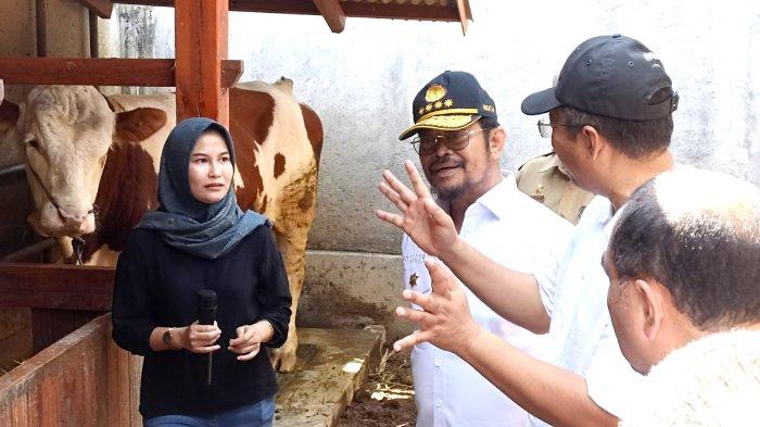 Mentan Syahrul Yasin Limpo Cek Ketersediaan Sapi di NTB, Pastikan Pemasangan Eartag Sesuai SOP ...