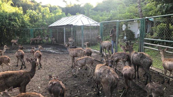Rusa: Hewan di Logo Pemprov NTB yang Terancam Punah Ternyata Masih Ada ...