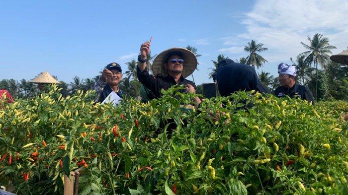 Mentan SYL Panen Cabai di Lombok Timur, Dorong Petani Masuk Pasar ...