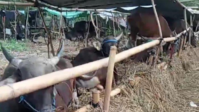 Sapi Asal Bima Dilelang di Jabodetabek dengan Harga Sangat Rendah yaitu ...