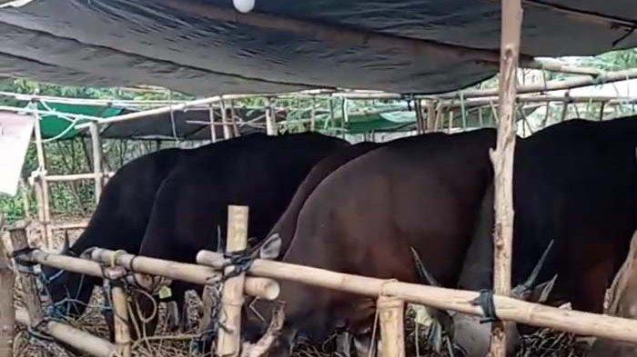 2.000 Ekor Sapi Asal Bima Masih di Jabodetabek, Peternak Lelang Melalui ...