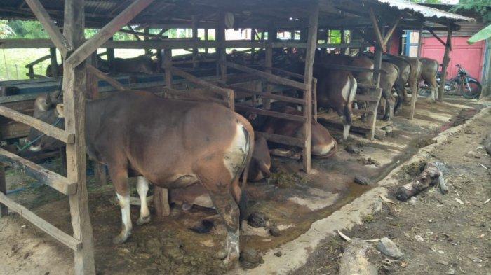 Jelang Idul Adha, 14.500 Ekor Sapi Asal Bima Dikirim ke Jabodetabek ...