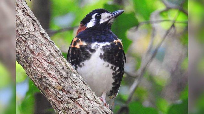 Satwa Langka Burung Punglor Kepala Hitam Terlihat Lagi di Kawasan ...